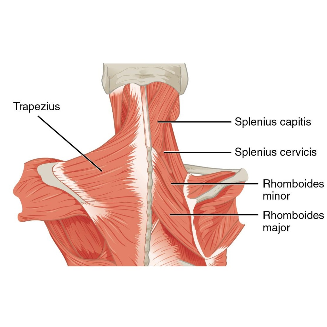 Stabilizer Muscles: Key To Injury Prevention & Optimal Function ...